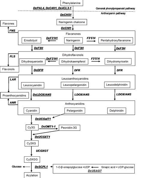 Simplified Schematic Diagram Of The Anthocyanin Biosynthetic Pathway