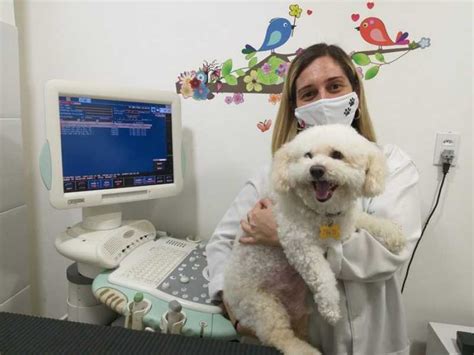 Onde Fazer Exame De Ultrassom Para Animais Mangaratiba Exame De Raio