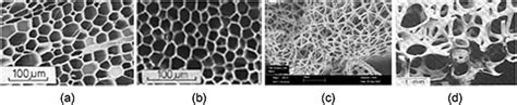 Examples Of Efficient Structural Patterns In Natural Cellular Solids
