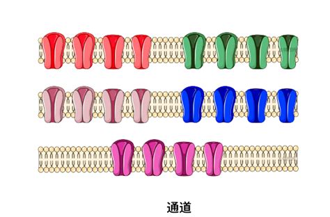 离子通道 医学插画
