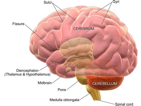 Medulla Brain