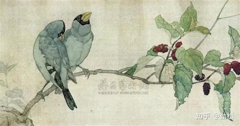 小雅桑扈 知乎