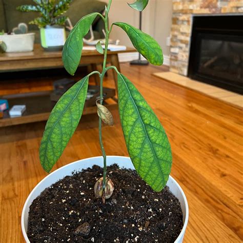 Where Can Avocado Tree Grow Zones 9b 11b 🥑