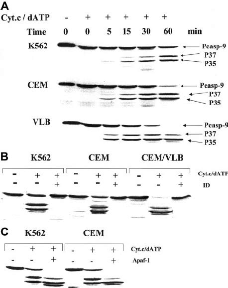 Effect Of Apaf 1 Protein Levels On Cytochrome Cmediated Cleavage Of