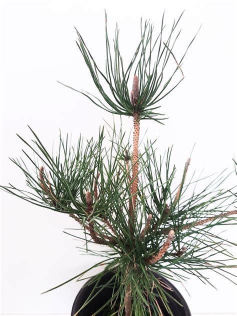 Black Pine Vijaya Nursery