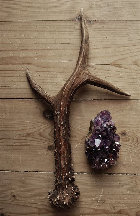Feather And Moss Curiosities Photo