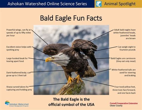 Cornell Cooperative Extension Bald Eagle
