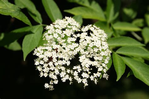 Бузина (108 фото) » НА ДАЧЕ ФОТО