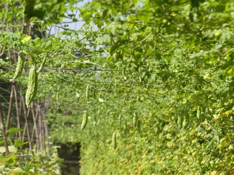 ក្រសួងកសិកម្ម រុក្ខាប្រមាញ់ និងនេសាទ ទំព័រដើម