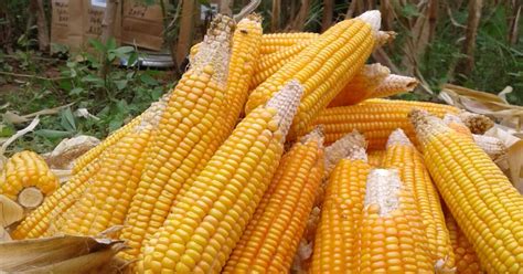 Cassava Maize Intercropping System A Livelihood Sustaining System