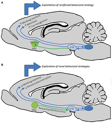Frontiers New Perspectives On Catecholaminergic Regulation Of Executive Circuits Evidence For