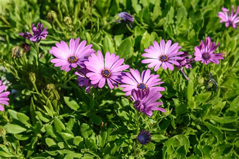 Osteospermum 꽃 또는 또는 아프리카 데이지 0명에 대한 스톡 사진 및 기타 이미지 0명 개화기 꽃 꽃의 구조