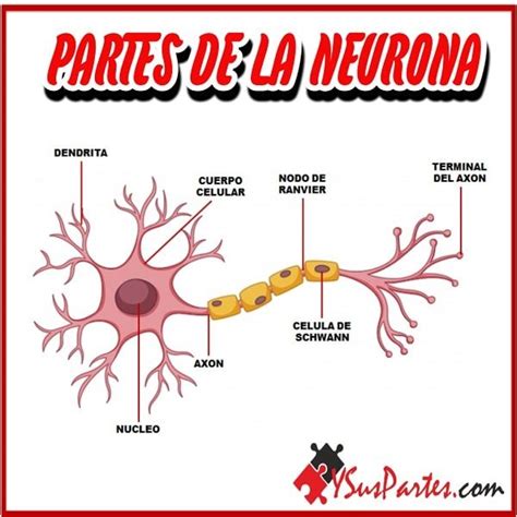 Partes De La Neurona Estructura De La Neurona 1350 Th