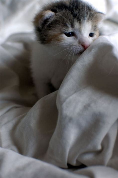 Cute Kitties 111 Pics