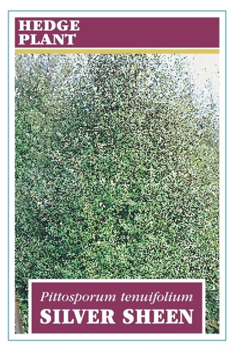 Pittosporum Silver Sheen Guildford Garden Centre