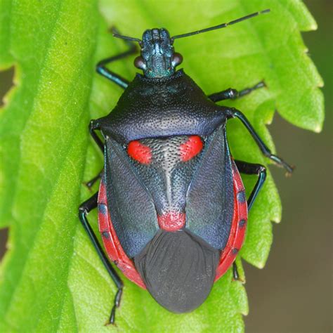 Florida Predatory Stinkbug Euthyrhynchus Floridanus Bugguidenet
