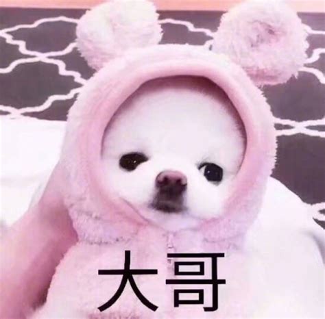 大哥和小弟的头像 图库 五毛网