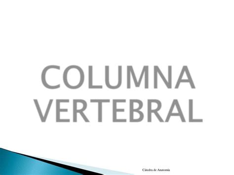 Columna Vertebral Anatomía Lisette Resumediqobste Udocz