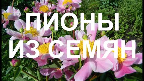 Как вырастить пионы из семян Youtube