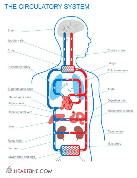 Circulatory System Organs Diagram Which Is The Main Organ Of