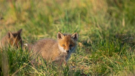 Red Fox Vulpes Vulpes Watchful Cub Standing In A Meadow Stock Image