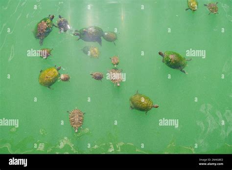 Top View Of Moss Covered Turtle Shells In A Brackish Water Of A Lake In