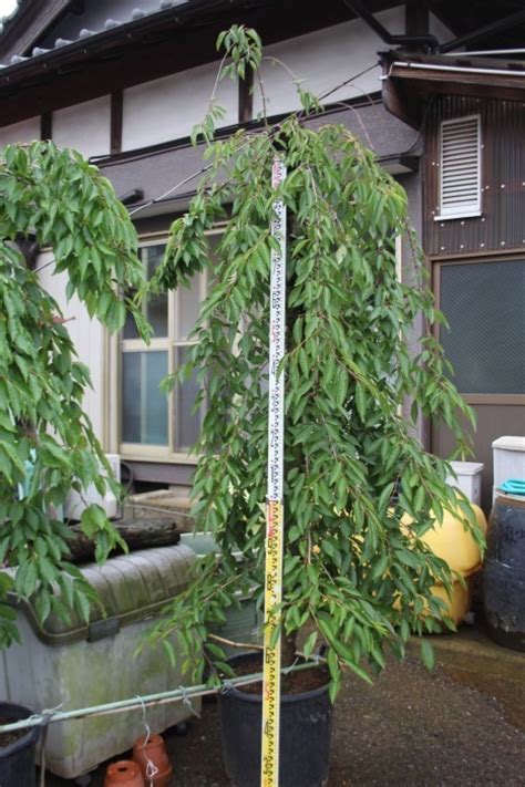 紅枝垂地蔵桜 ベニシダレジゾウザクラ 販売 値段 価格 画像 写真 庭木 安行 植木 田中園 SHOP tanakaen jp Web