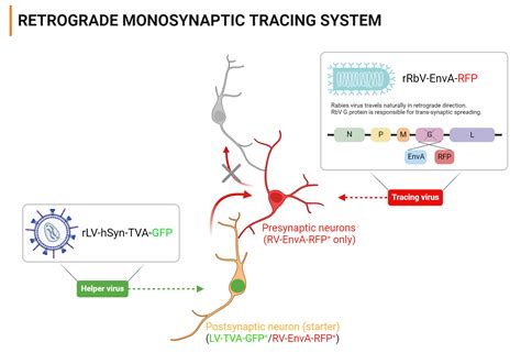 Retrograde Monosynaptic Tracing System Biorender Science Templates