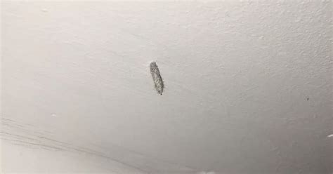 Life Cycle Of Case Bearing Carpet Moth Carpet Vidalondon