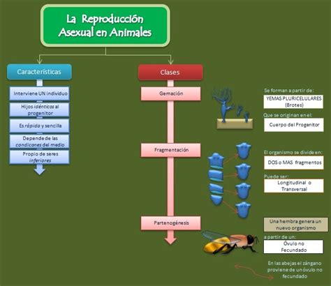 Esquemas Diagramas Gráficos Y Mapas Conceptuales Reproducción