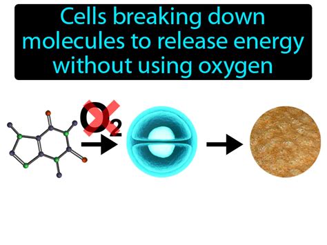Fermentation Definition And Image Flippy