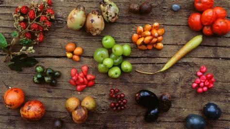 Guide To Australian Bush Tucker 10 Ingredients Used In Traditional