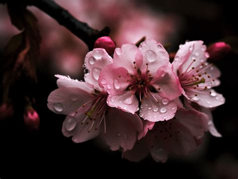 Cherry Tree Symbolism At Zane Bussell Blog