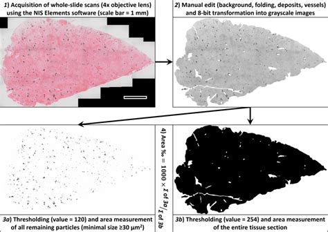 Schematic Depiction Of Digital Processing Steps Applied To Histological Download Scientific