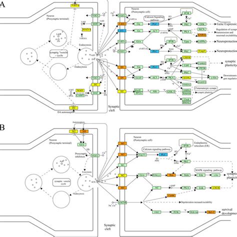Regulation Of Synaptic Transmission Module Of A Depression Relating