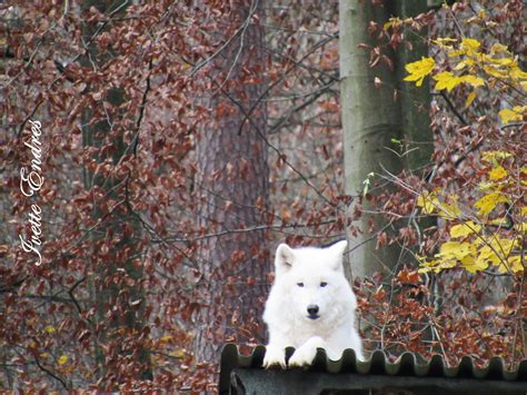 Besök Merzig Det Bästa Med Merzig Resa I Saarland 2025 Turism Expedia