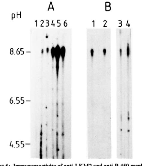 Figure 1 From Genetic Polymorphism Of Human Cytochrome P 450 S