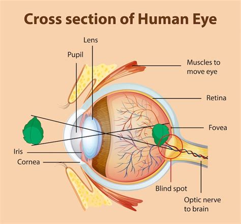 Diagram Met Dwarsdoorsnede Van Het Menselijk Oog Gratis Vector