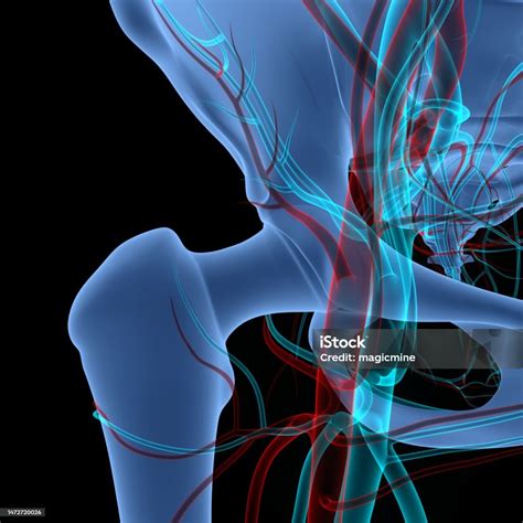 인간 골격 시스템 엉덩이 뼈 관절 해부학 3차원 형태에 대한 스톡 사진 및 기타 이미지 3차원 형태 X 레이 건강 진단 Istock