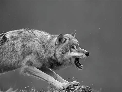 Gray Wolf Snarling Photograph By Tim Fitzharris Pixels