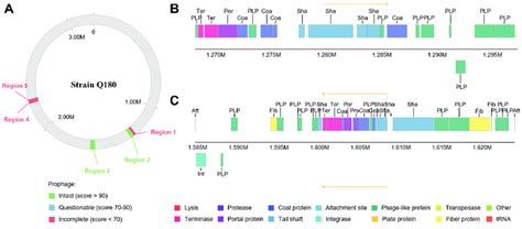 Bioinformatic Analysis Of Phage Sequences In The Genome Of Strain Q180