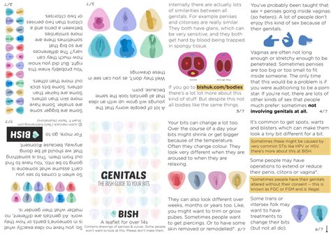 Genitals Leaflet And Poster Pack Download RSE Resources