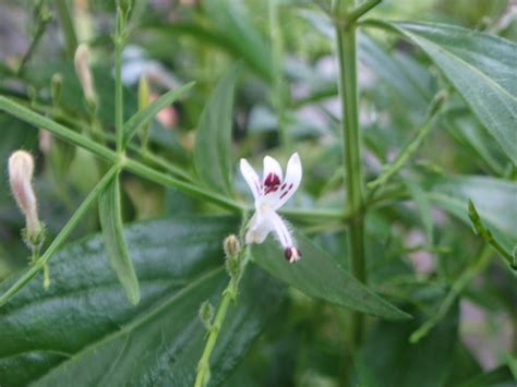 My Wonderful Timez Hempedu Bumi