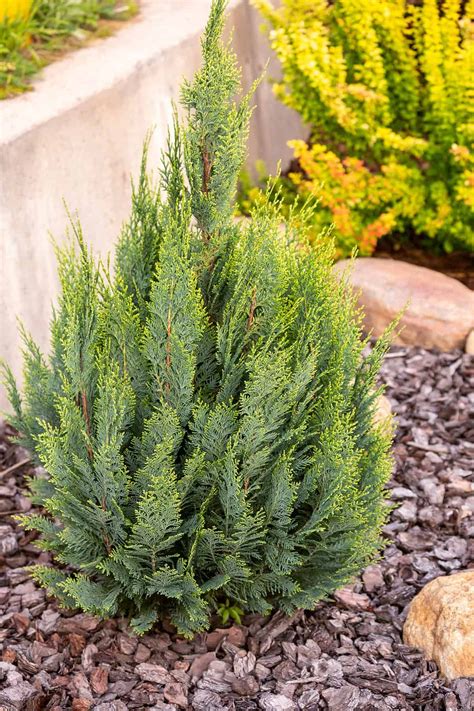 9 Narrow Evergreen Shrubs With Pictures Plantglossary Small