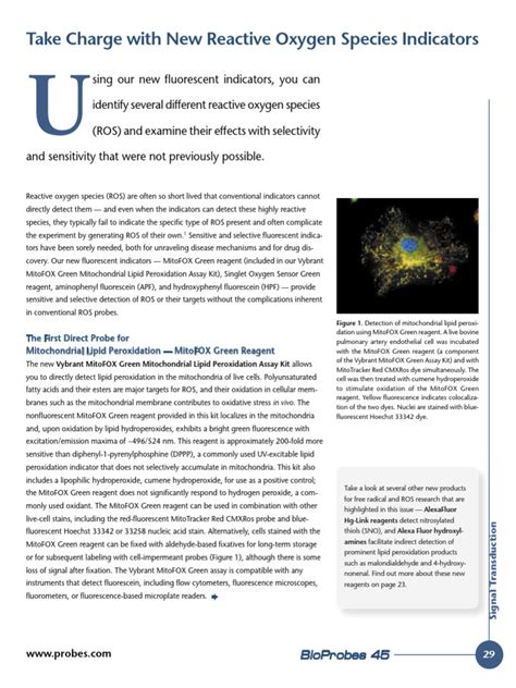 Singlet Oxygen Indicator Pdf Reactive Oxygen Species Staining