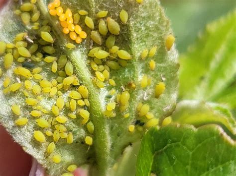 More Aphids Urban Homesteading Apple Tree Aphids