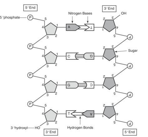 ap biology the molecular basis of inheritance flashcards quizlet