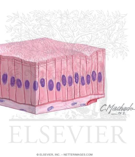 Simple Columnar Epithelium