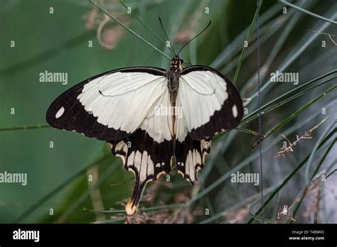 African White Swallowtail Butterfly Papilio Dardanus Aka Flying