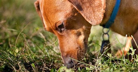 What Is Tracking Training For Dogs Petguide